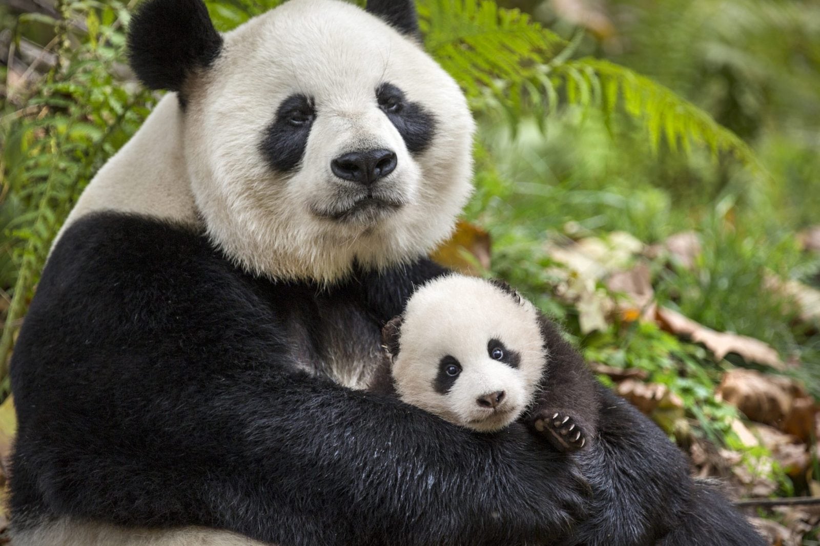 Happy National Panda Day! – FaVe Mom