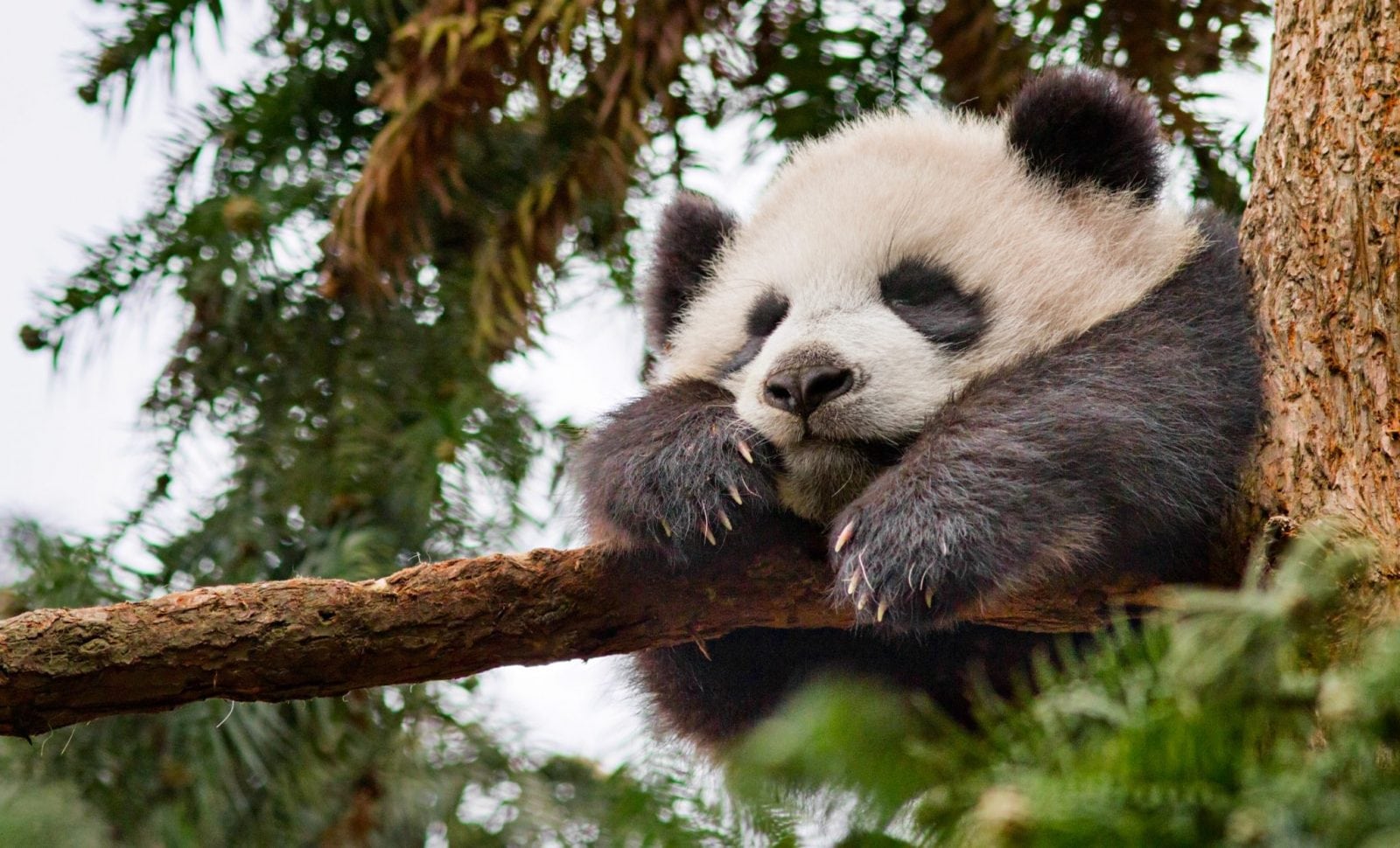 Happy National Panda Day! – FaVe Mom