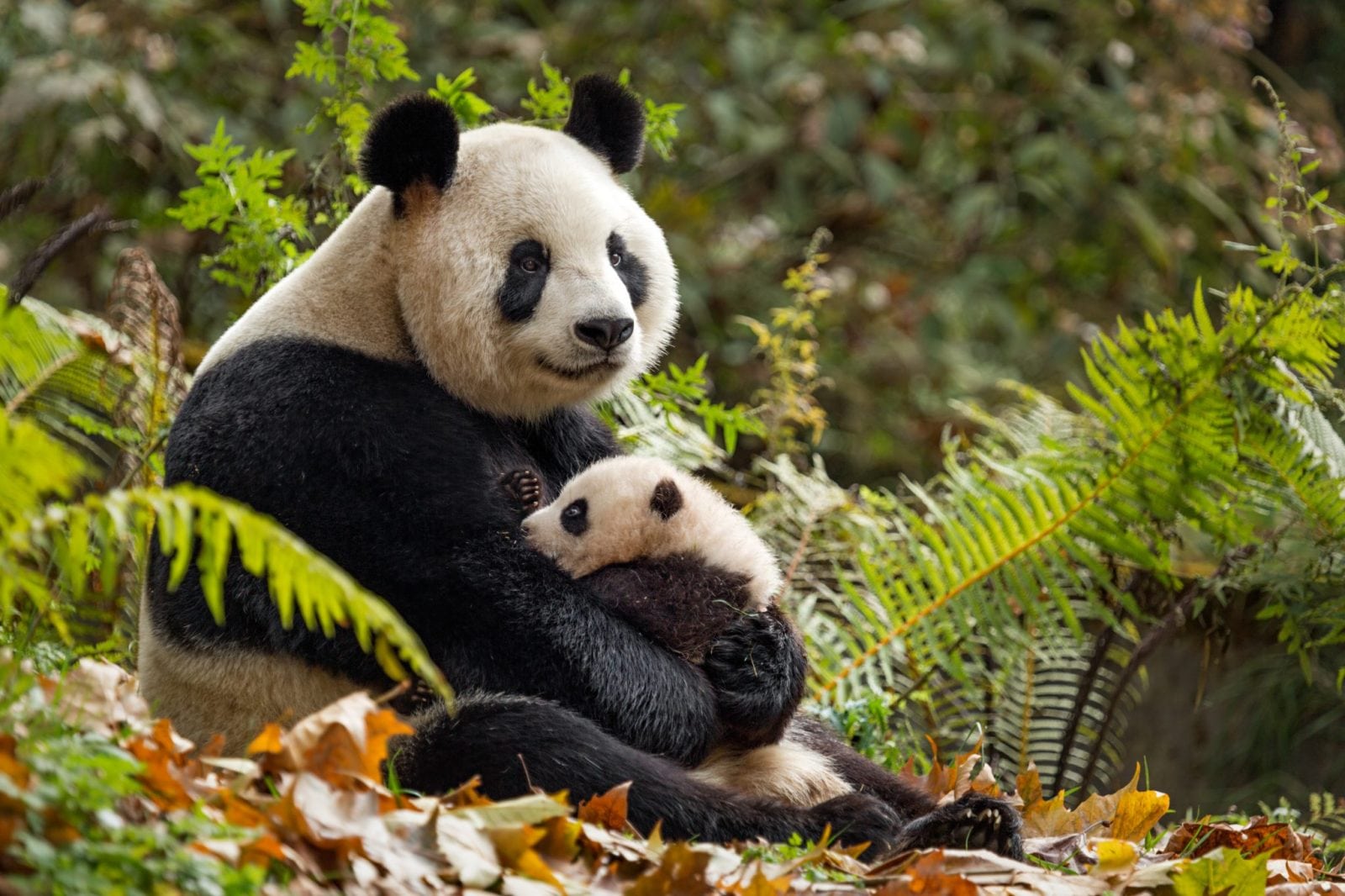 Happy National Panda Day! – FaVe Mom